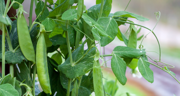 Pea Growing Guide | When to plant, feed and harvest | Tui