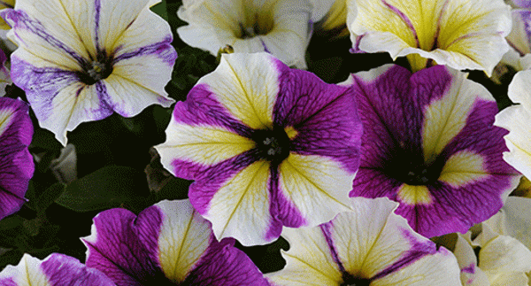 Petunia Growing Guide | Tui | Prepare, Plant. Nourish