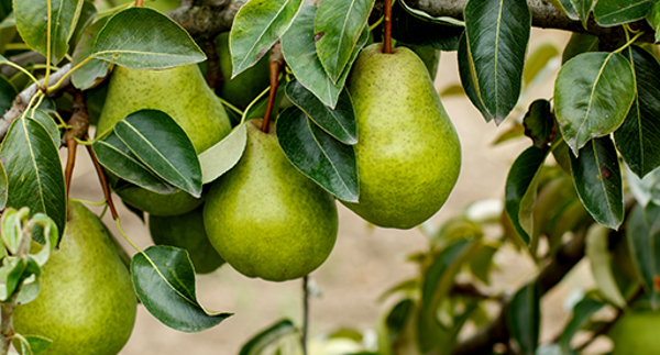 Pear Growing Guide | When to plant, feed and harvest | Tui