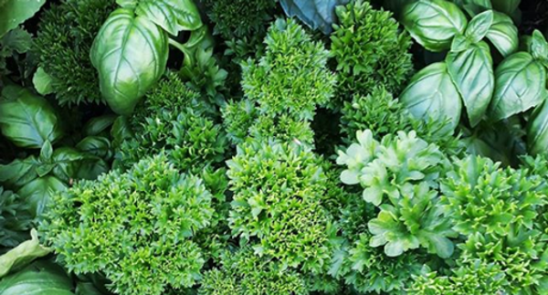 Herb Growing Guide | When to plant, feed and harvest | Tui