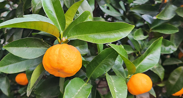 Mandarin Growing Guide | When to plant, feed and harvest | Tui